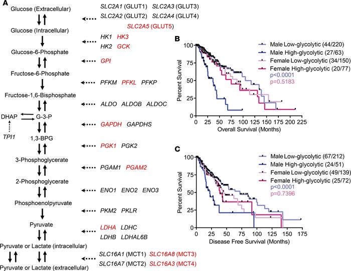 Jci Insight Sexual Dimorphism In Glioma Glycolysis Underlies Sex