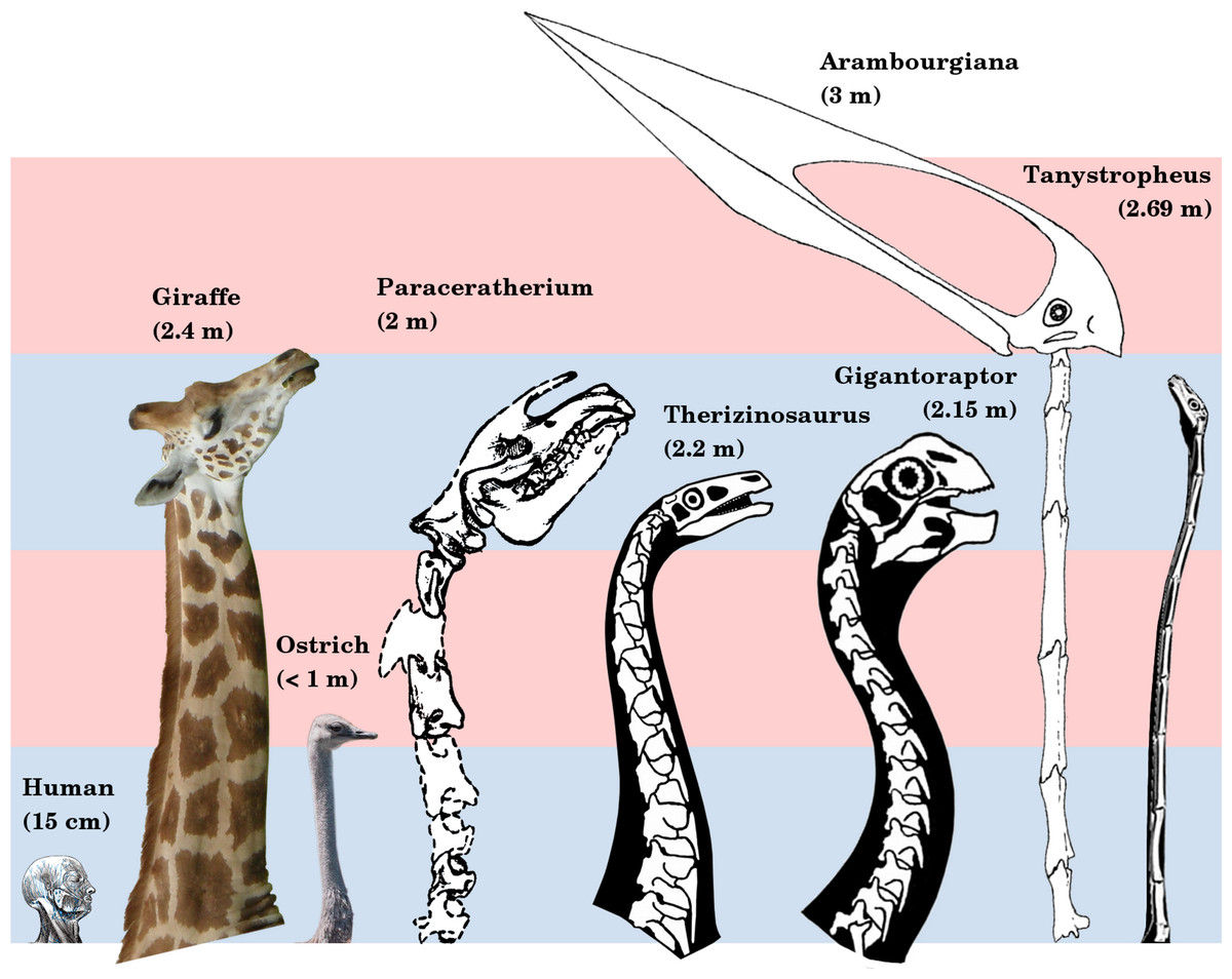 Why Sauropods Had Long Necks And Why Giraffes Have Short Necks Peerj