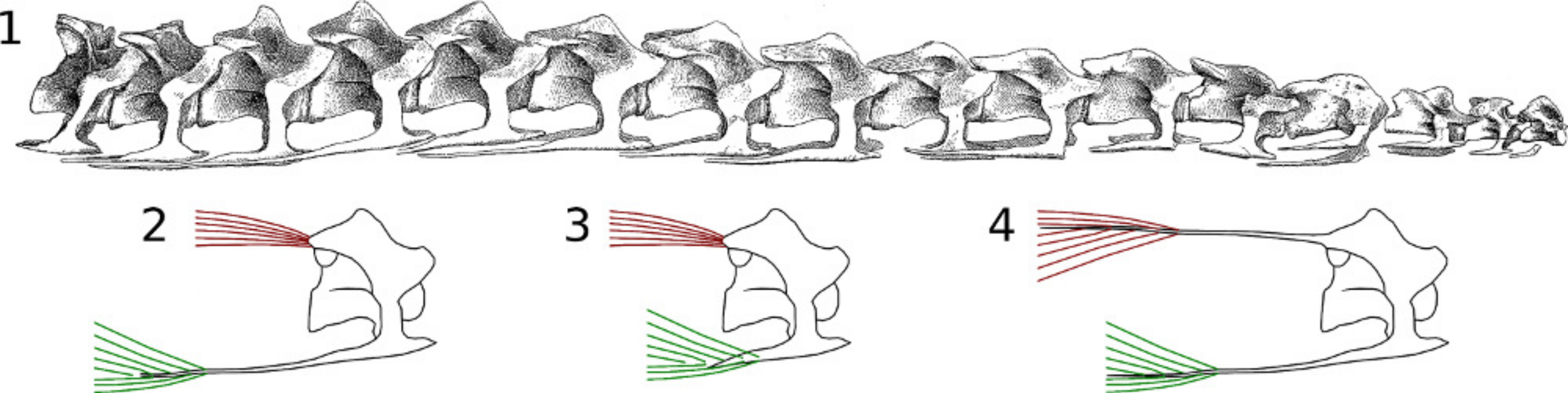 Why Sauropods Had Long Necks And Why Giraffes Have Short Necks Peerj