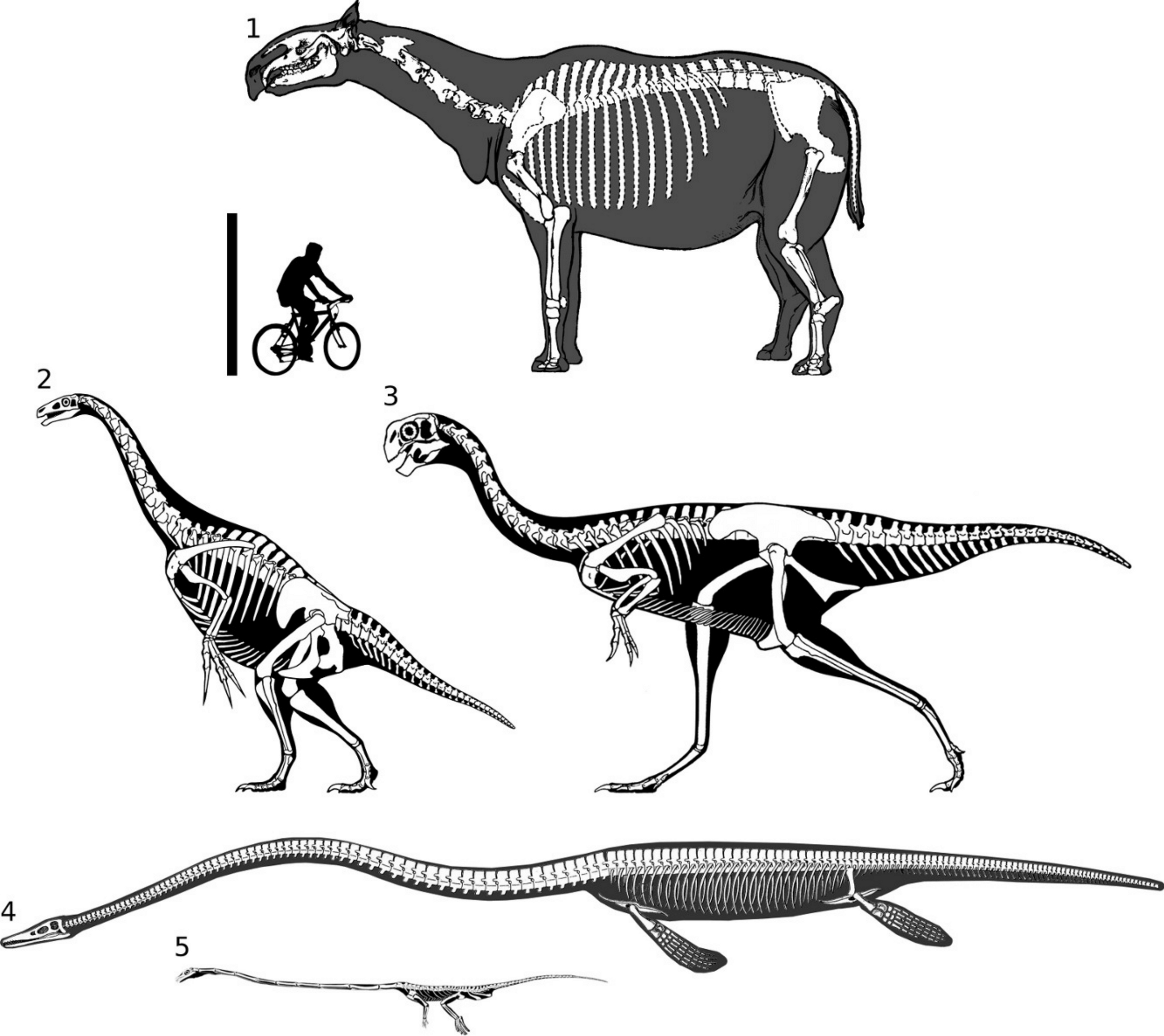 Why Sauropods Had Long Necks And Why Giraffes Have Short Necks Peerj