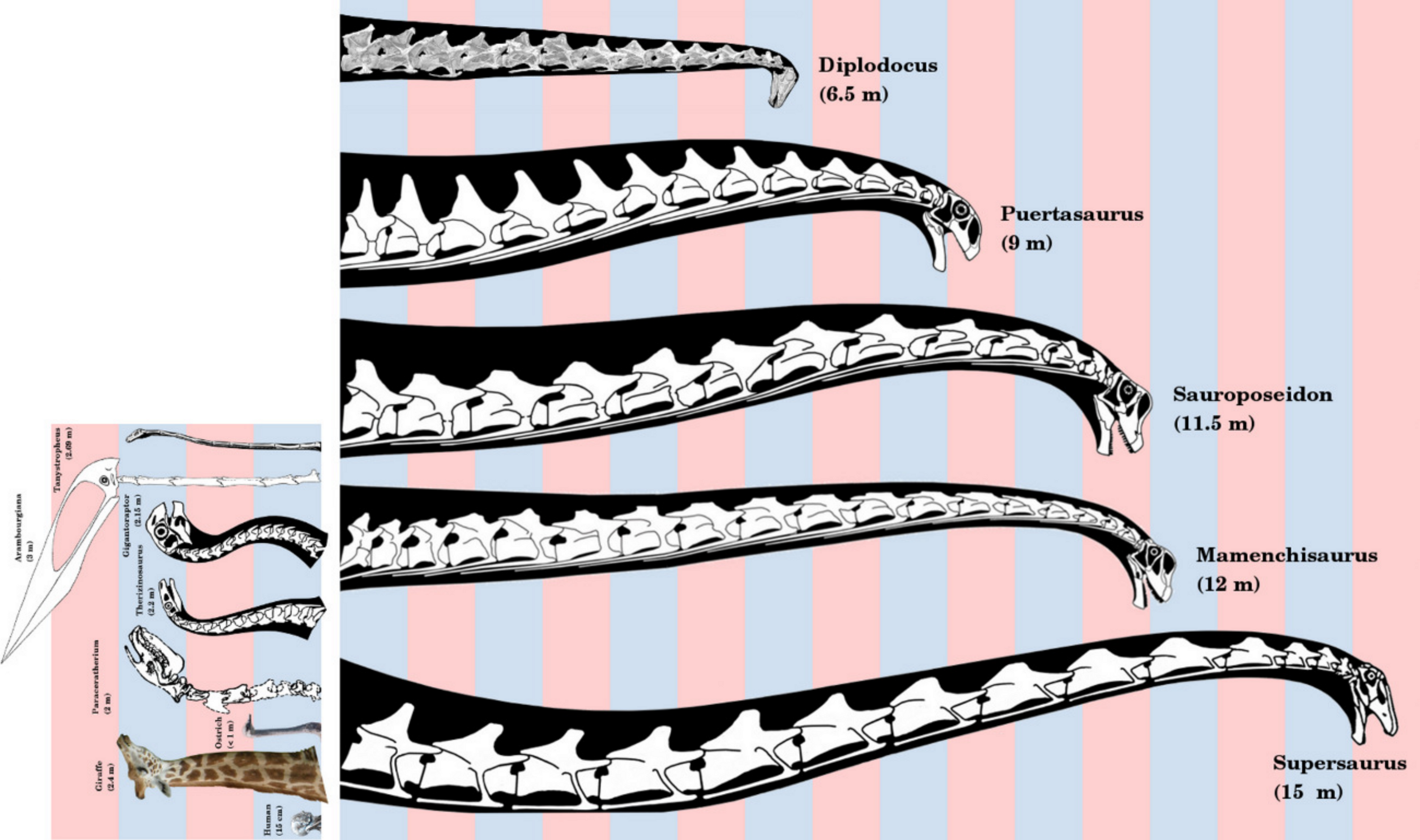 Why Sauropods Had Long Necks And Why Giraffes Have Short Necks Peerj