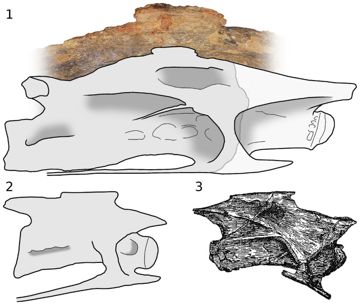 Why Sauropods Had Long Necks And Why Giraffes Have Short Necks Peerj