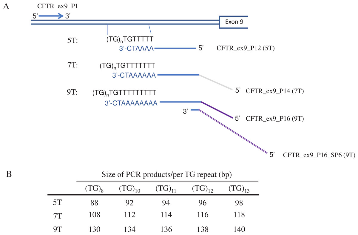 Development Of Allele Specific Multiplex Pcr To Determine The Length Of