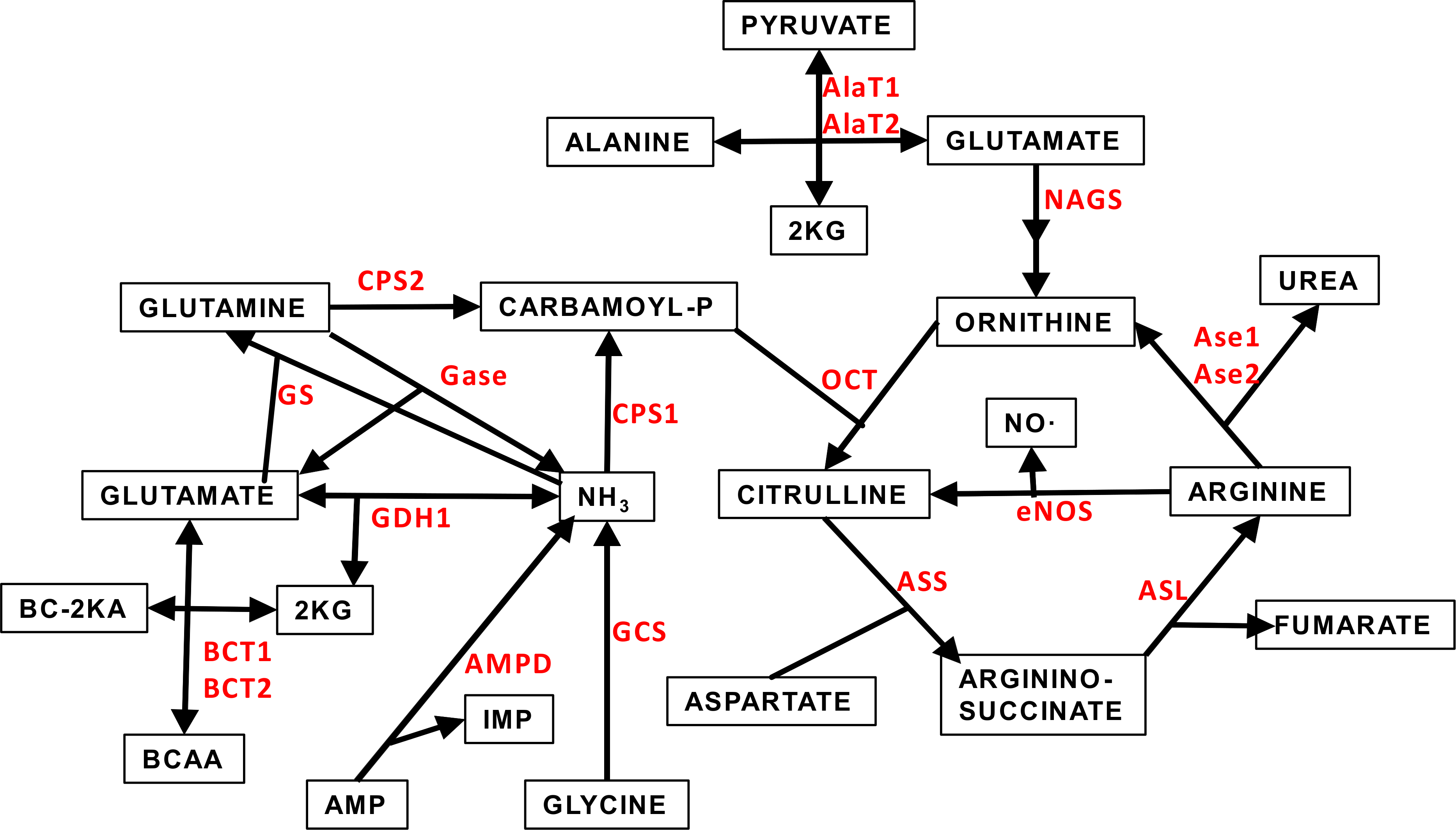 Effects Of Sex And Site On Amino Acid Metabolism Enzyme Gene Expression