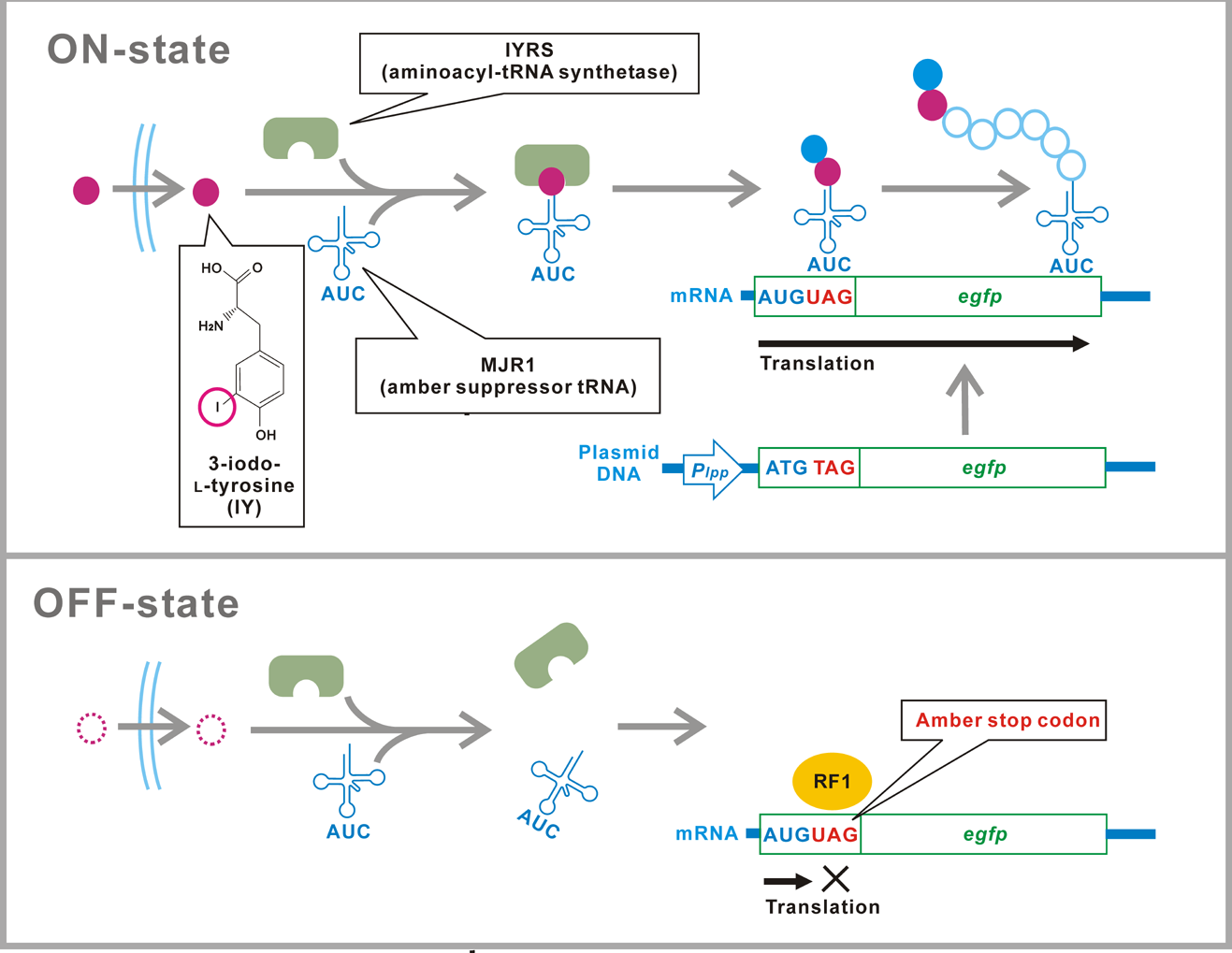 Tunable Translational Control Using Site Specific Unnatural Amino Acid