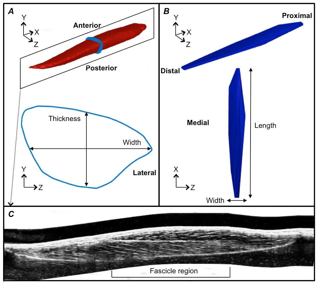 Ultrasound Of Tibialis Anterior Muscle And Tendon Anatomy Technique