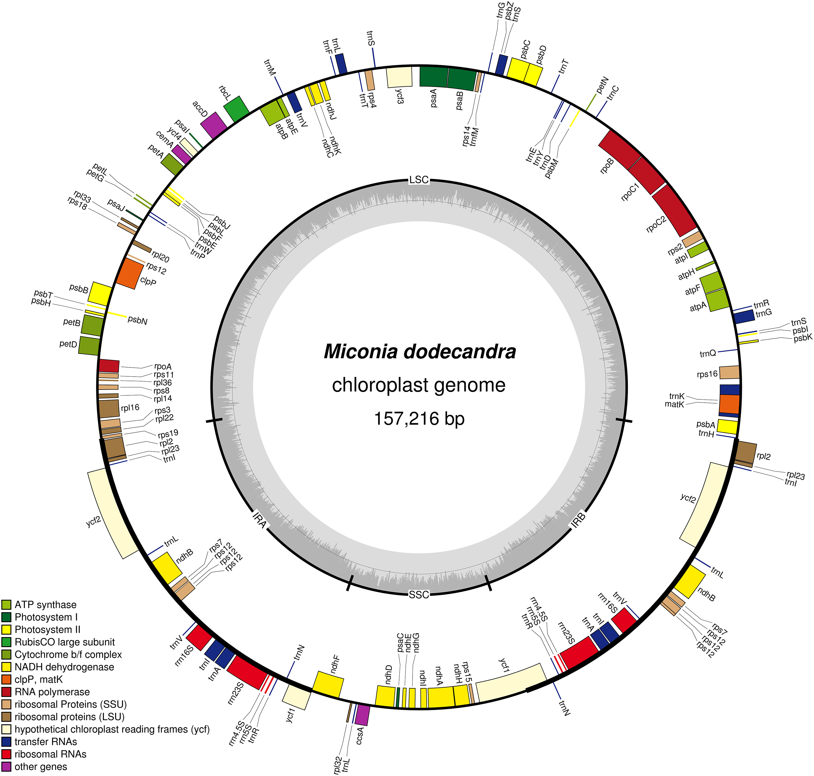 The First Complete Plastid Genomes Of Melastomataceae Are Highly