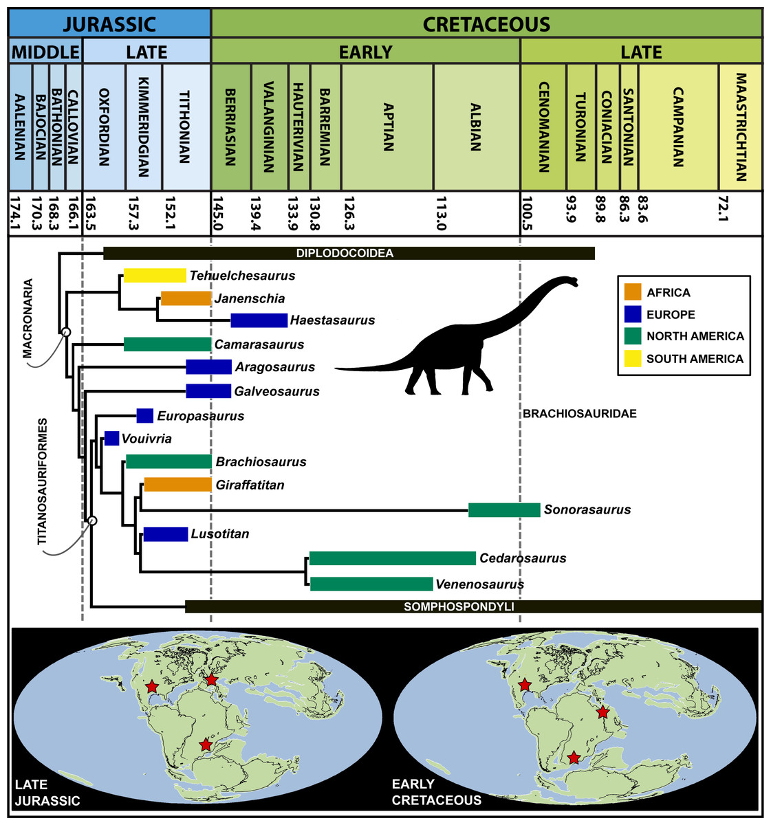 The Earliest Known Titanosauriform Sauropod Dinosaur And The Evolution