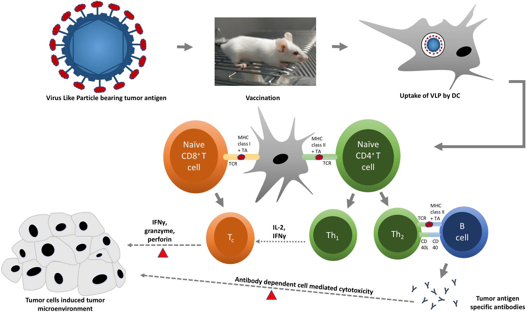 Virus Like Particles As A Platform For Cancer Vaccine Development Peerj