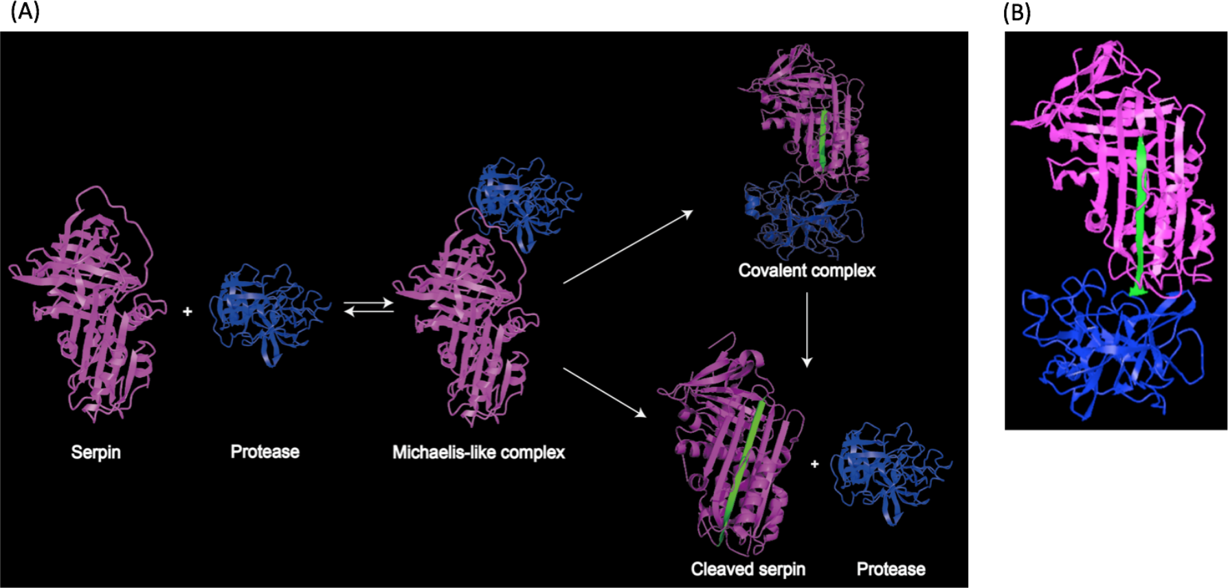 Serpin Functions In Host Pathogen Interactions Peerj