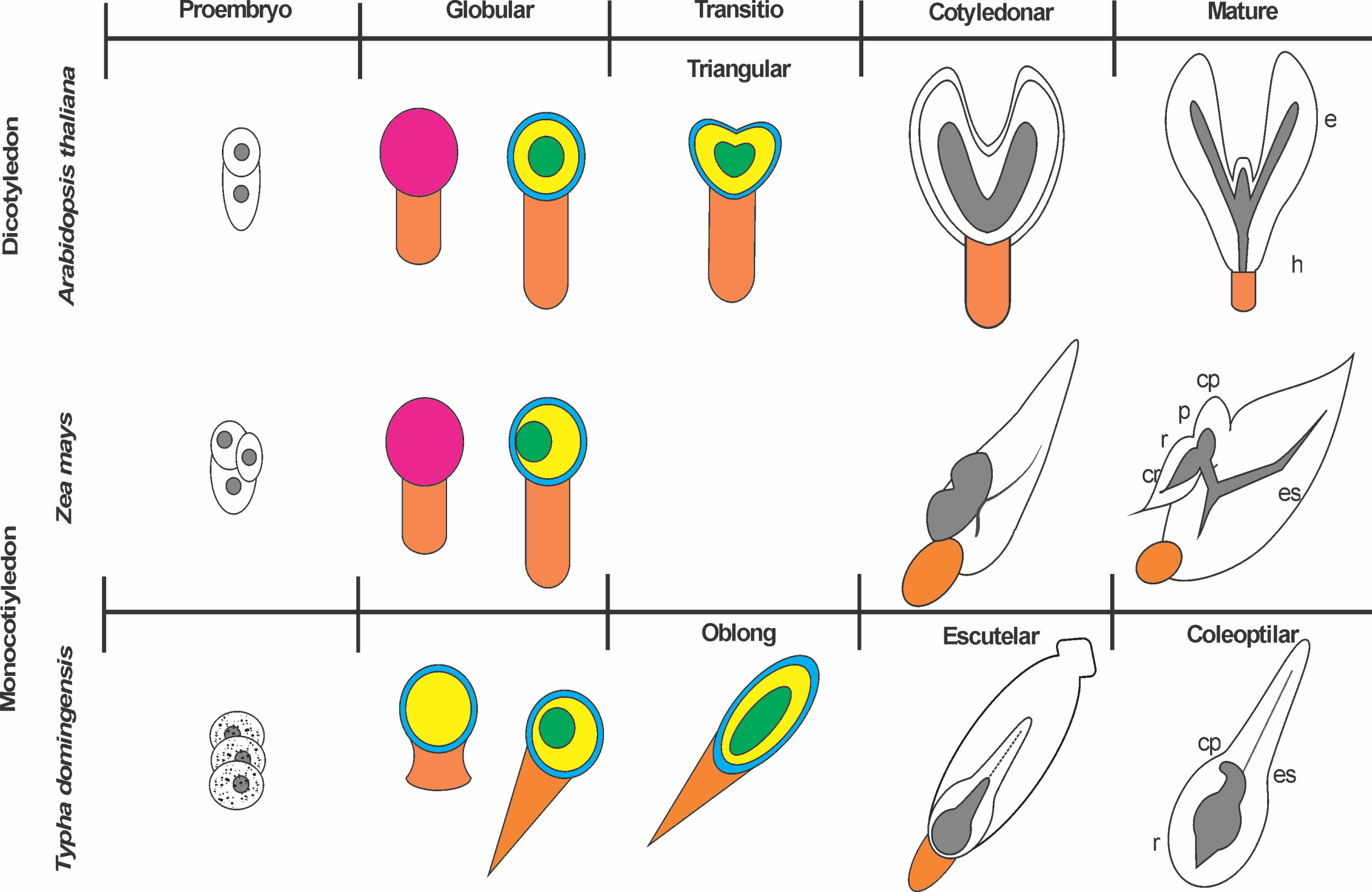 Morpho Histological Development Of The Somatic Embryos Of Typha