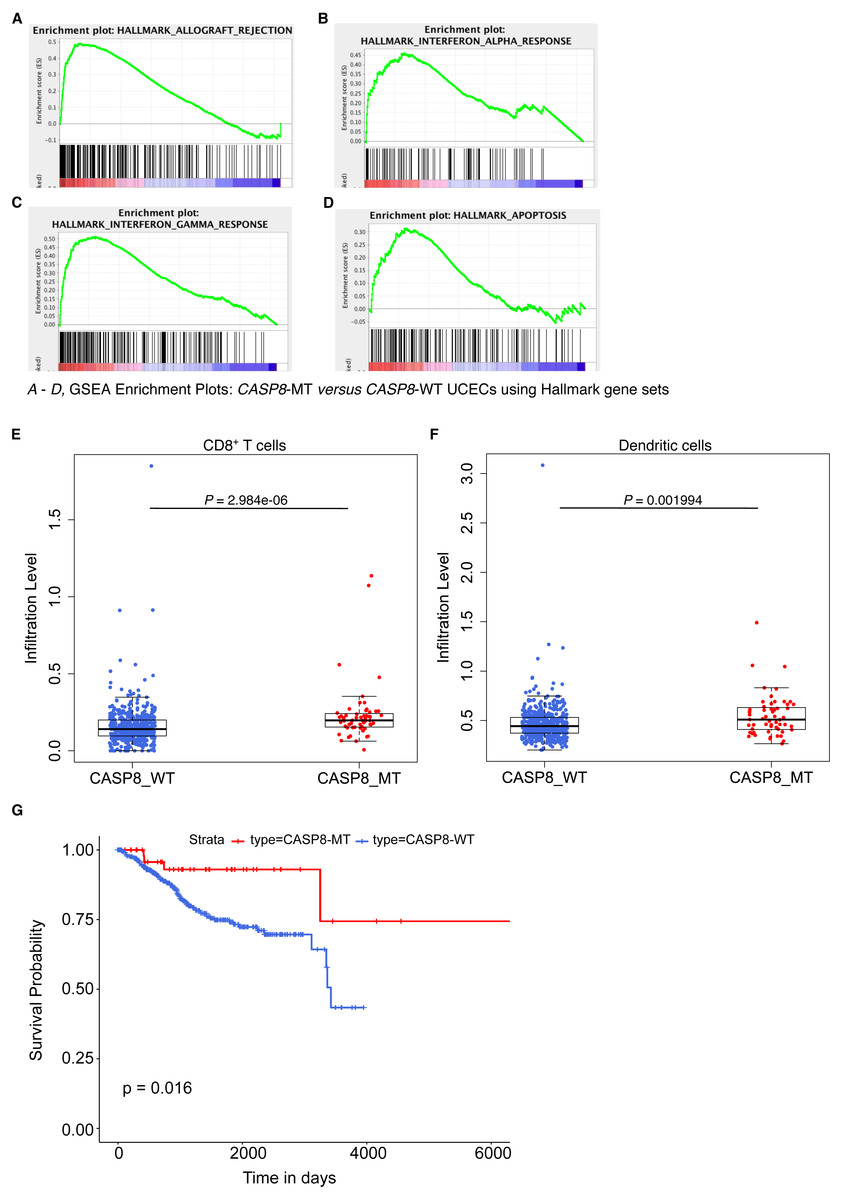 In Silico Analysis Reveals A Shared Immune Signature In Casp8 Mutated