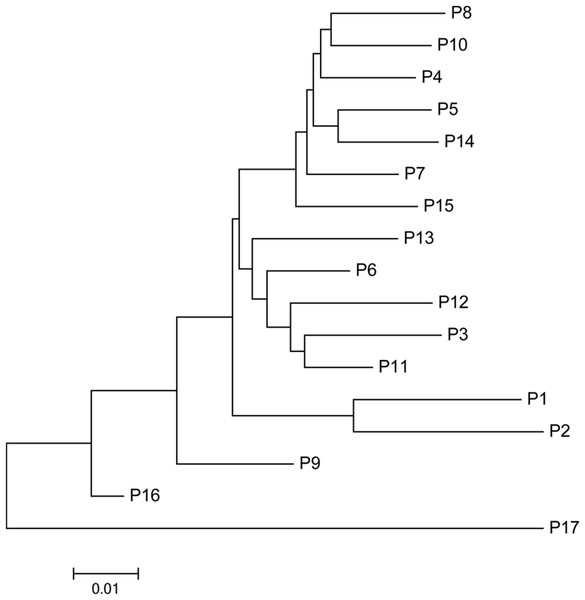 Analysis Of The Genetic Diversity And Population Structure Of Salix