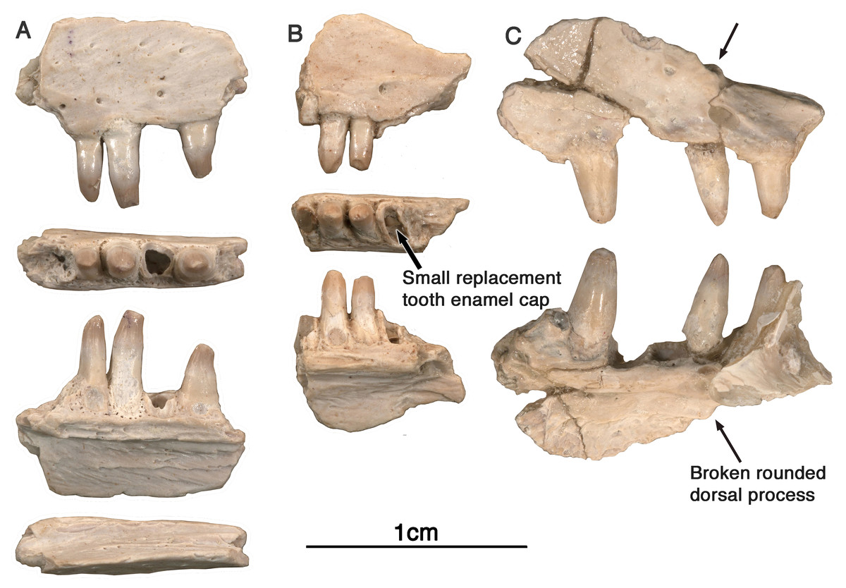 A Small Caseid Synapsid Arisierpeton Simplex Gen Et Sp Nov From