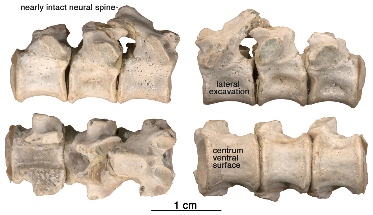 A Small Caseid Synapsid Arisierpeton Simplex Gen Et Sp Nov From