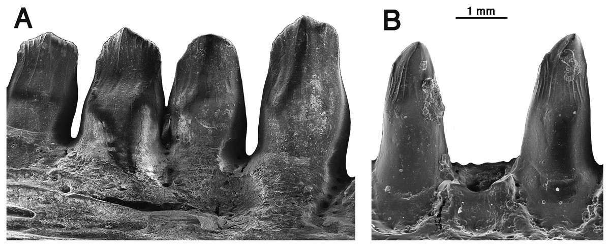 A Small Caseid Synapsid Arisierpeton Simplex Gen Et Sp Nov From