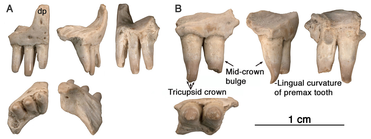 A Small Caseid Synapsid Arisierpeton Simplex Gen Et Sp Nov From