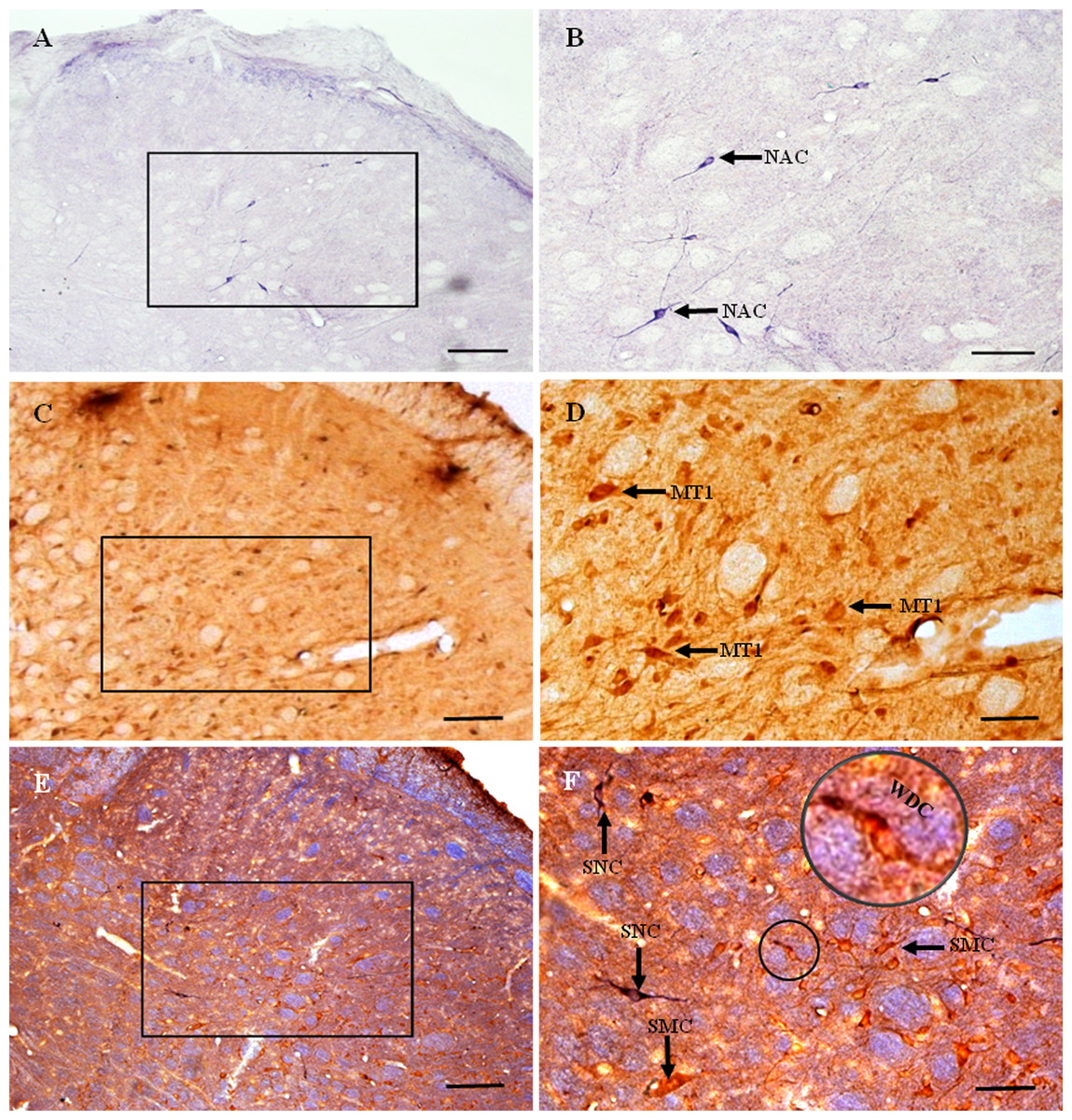 Distribution And Colocalization Of Melatonin 1a Receptor And Nadph D In