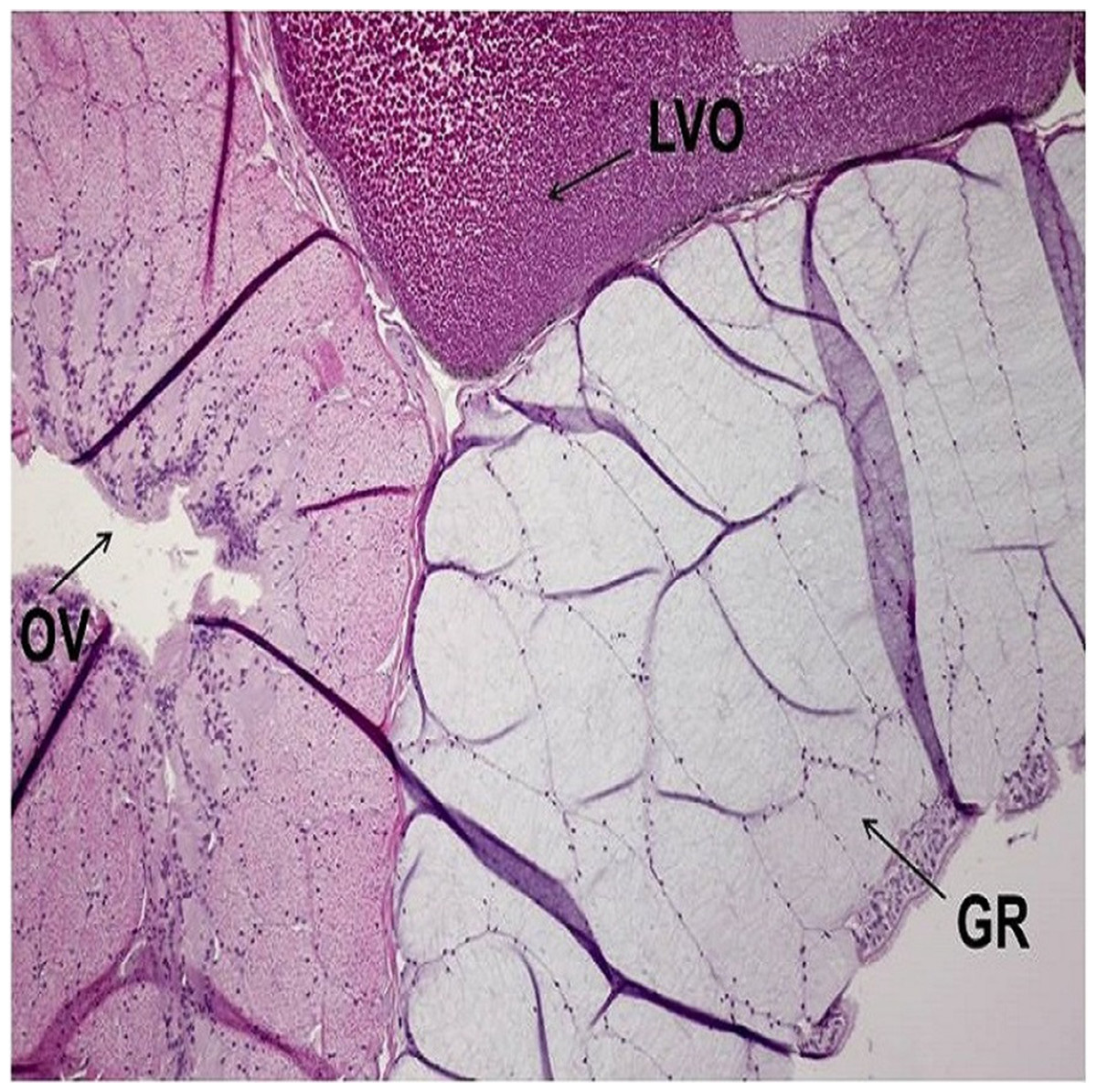 Hematoxylin And Eosin Hande Histology Stain Control Histology Slides