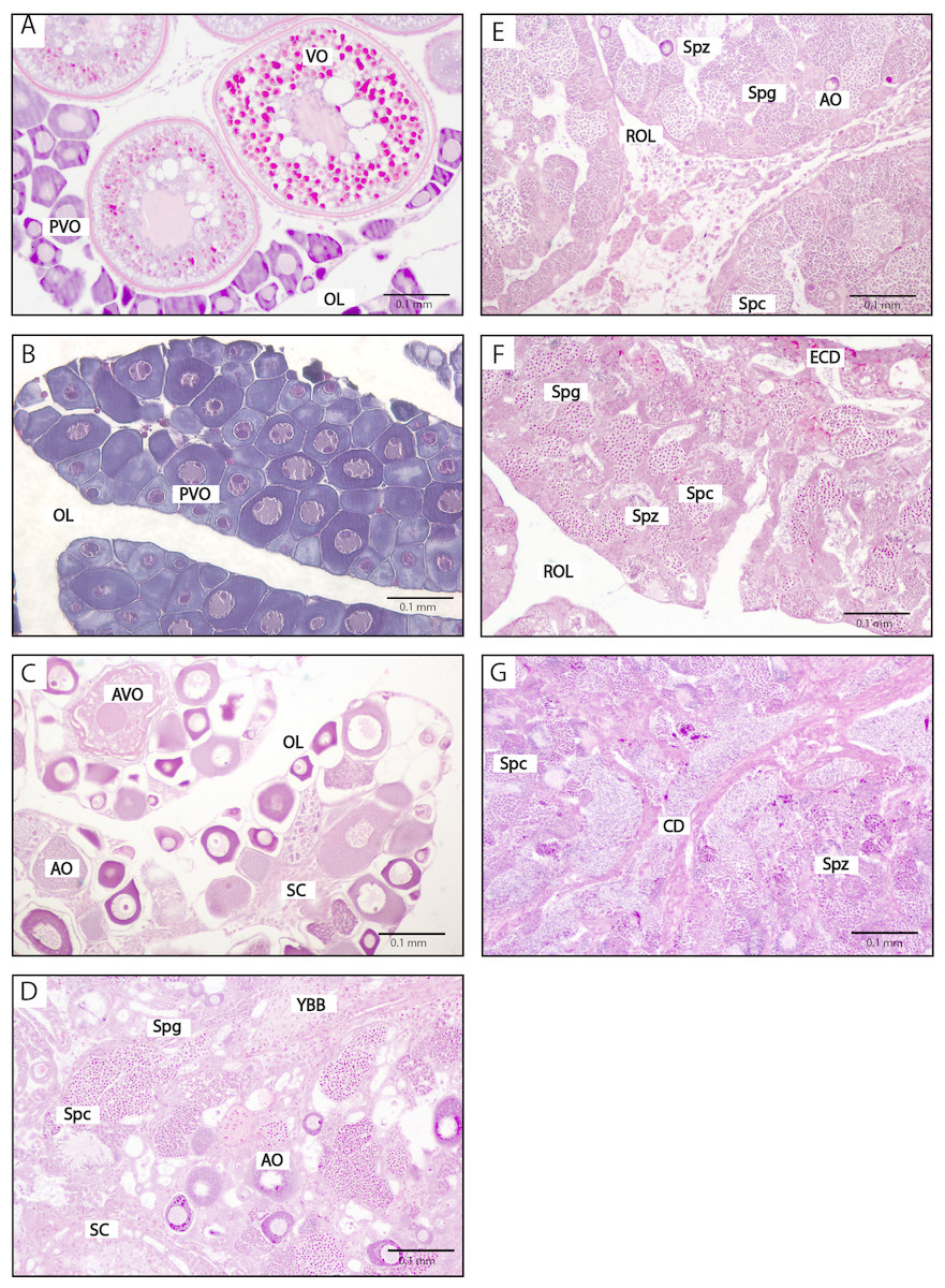 Conservation And Diversity In Expression Of Candidate Genes Regulating