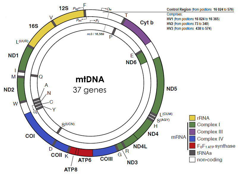 Mitochondrial Dna Forensics