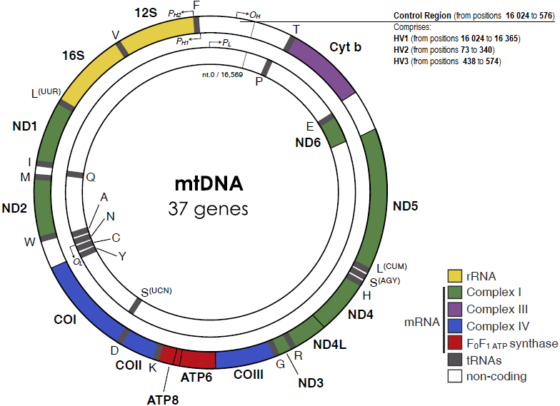 Mitochondrial Dna In Human Identification A Review Peerj