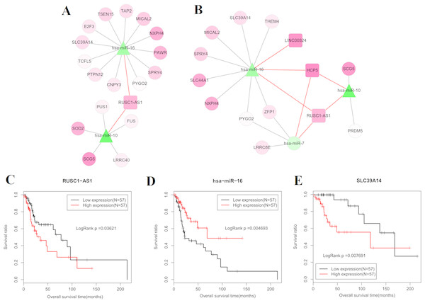 Lncrna Tmem51 As1 And Rusc1 As1 Function As Cernas For Induction Of