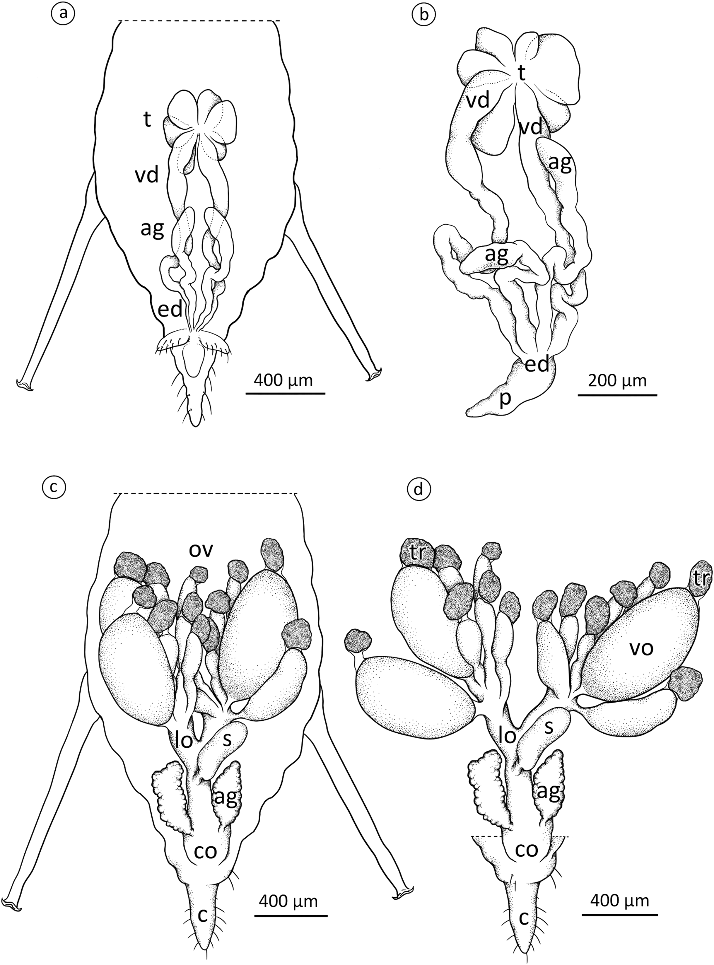 The Reproductive System Of The Male And Oviparous Female Of A Model