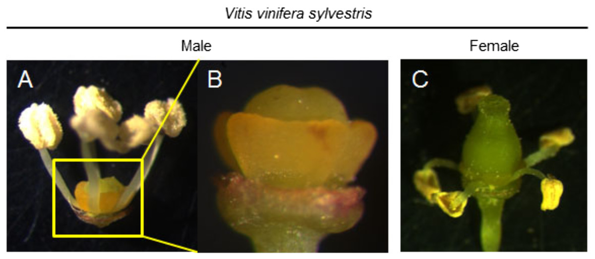 Vitis Flower Types From The Wild To Crop Plants Peerj