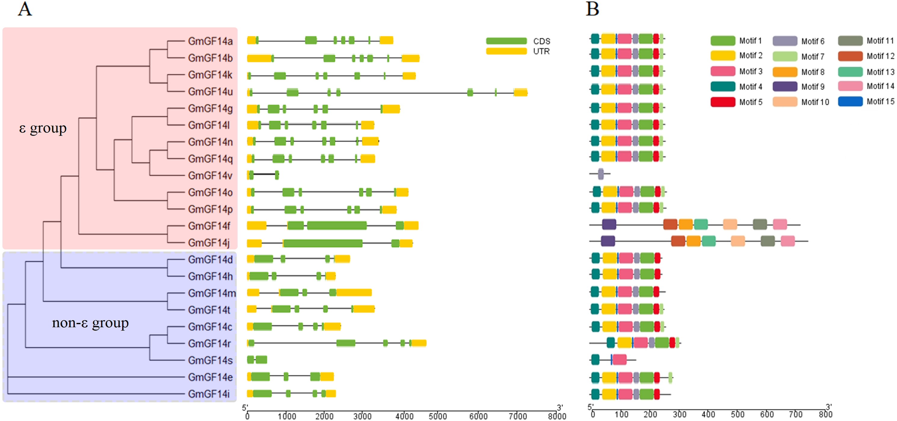 Genome Wide Identification And Expression Analysis Of The 14 3 3 Gene