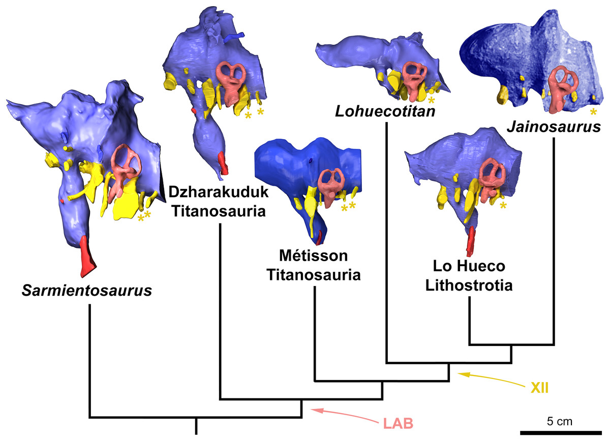 First Palaeoneurological Study Of A Sauropod Dinosaur From France And