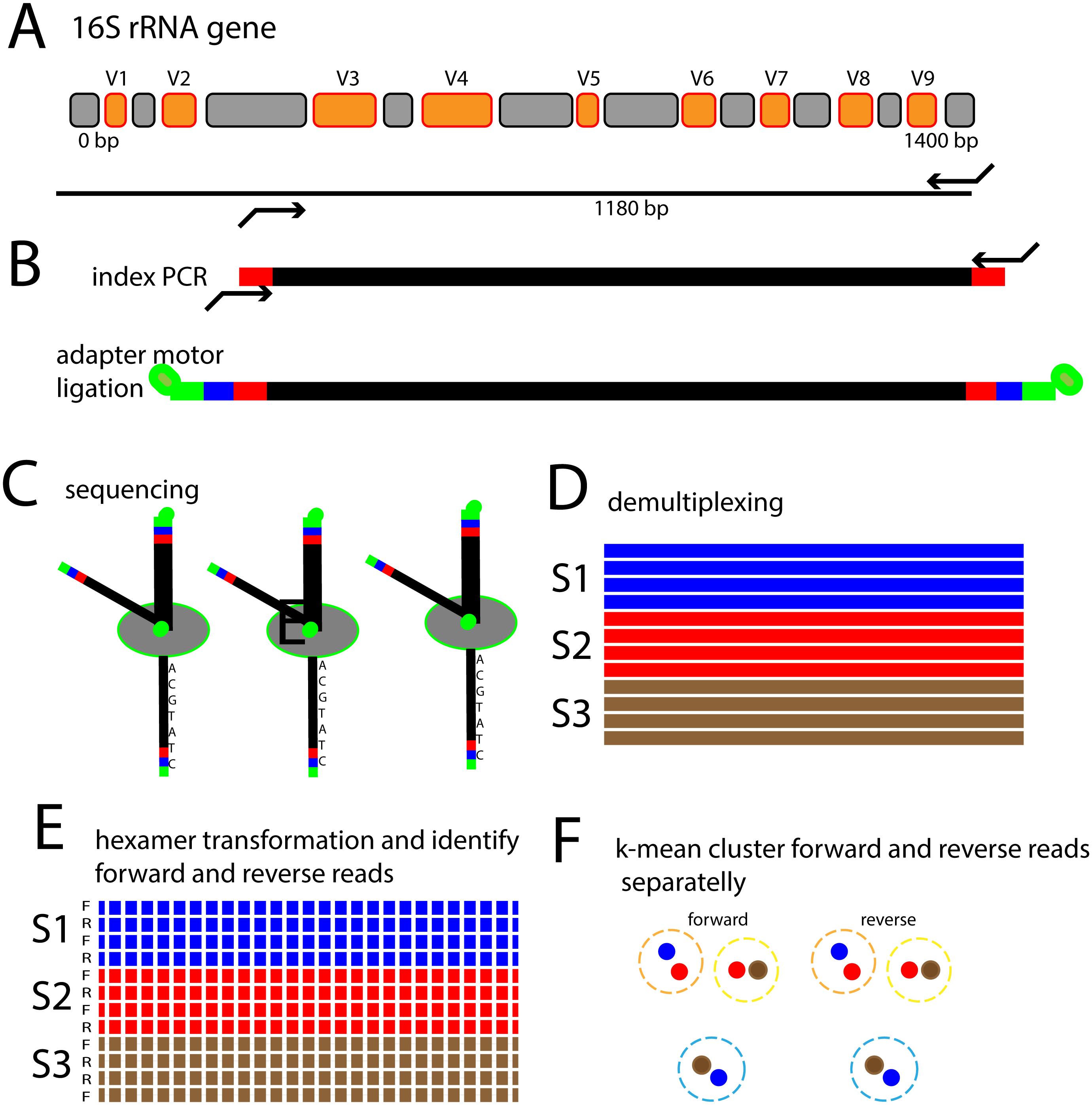 De Novo Species Identification Using S Rrna Gene Nanopore Sequencing