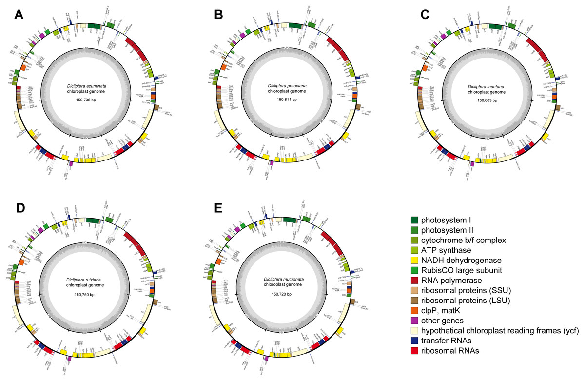 Comparative Analysis Of Chloroplast Genomes For Five Dicliptera Species