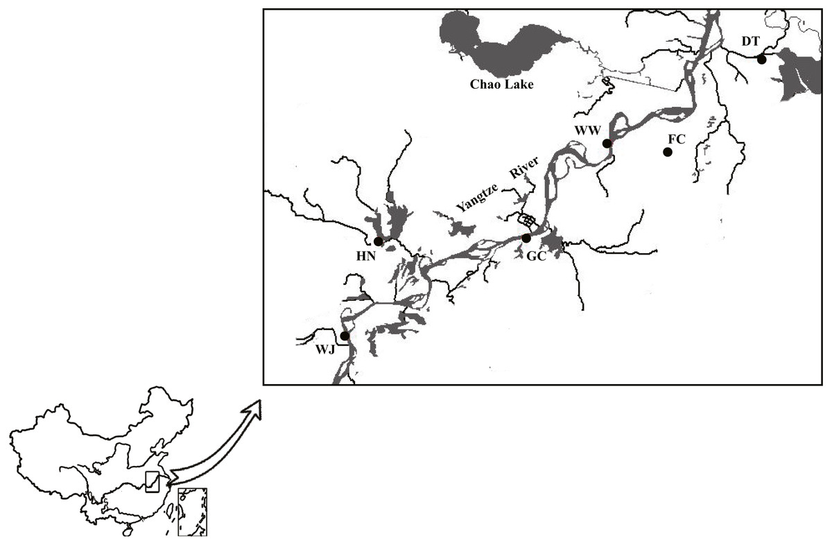 Population Genetics Of Swamp Eel In The Yangtze River Comparative