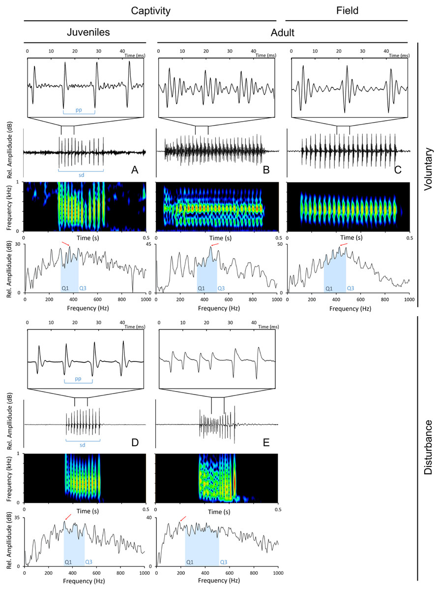 Sound Production In The Meagre Argyrosomus Regius Asso 1801