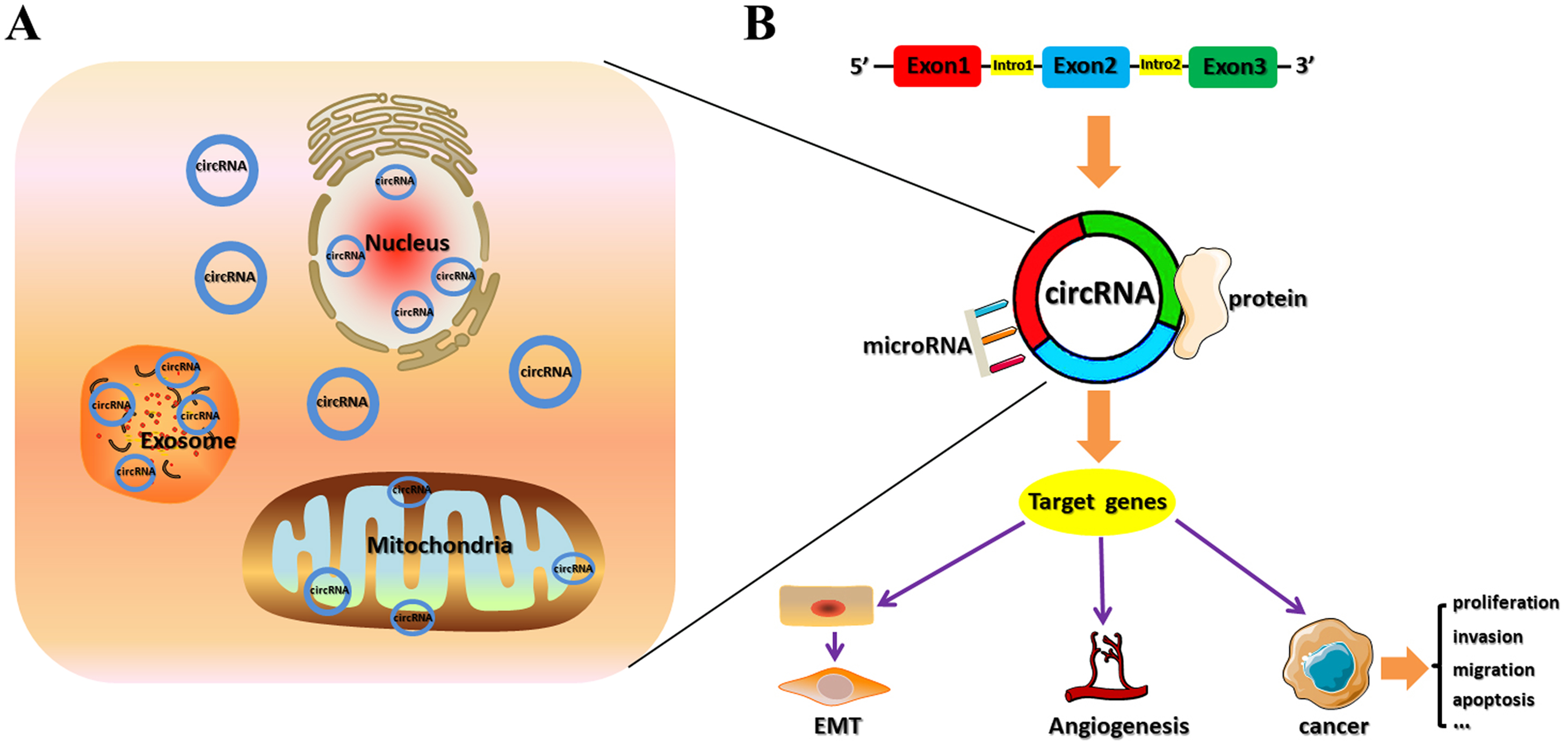 Progress Of Research Into Circular Rnas In Urinary Neoplasms Peerj