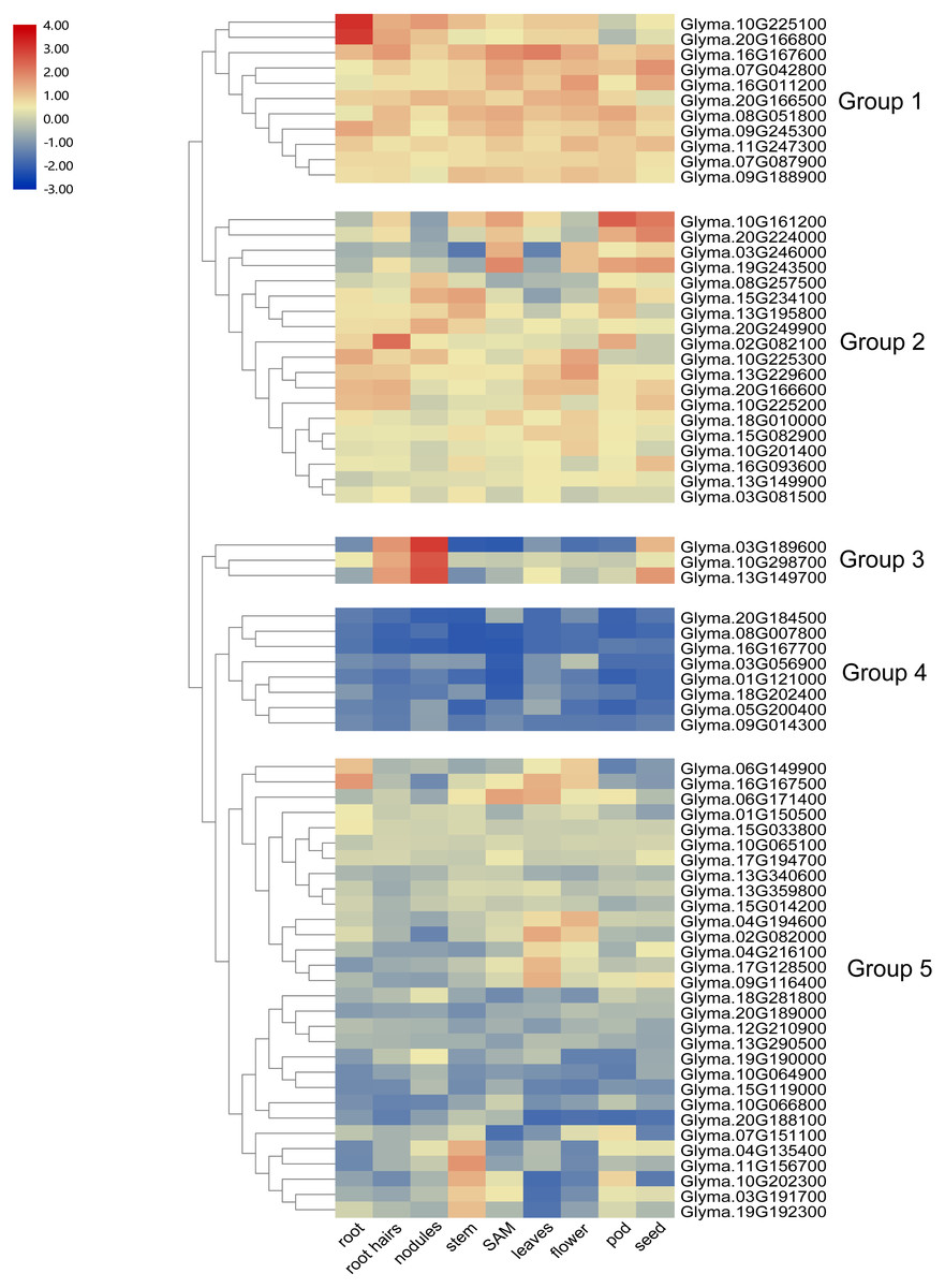 Genome Wide Characterization And Expression Analysis Of Soybean