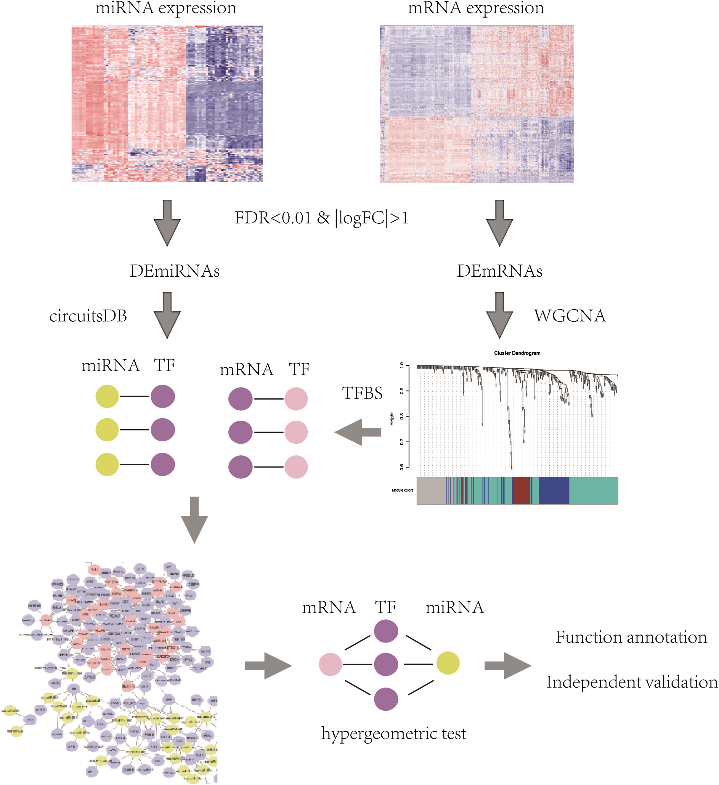 Identification Of Key Mirnas In The Progression Of Hepatocellular