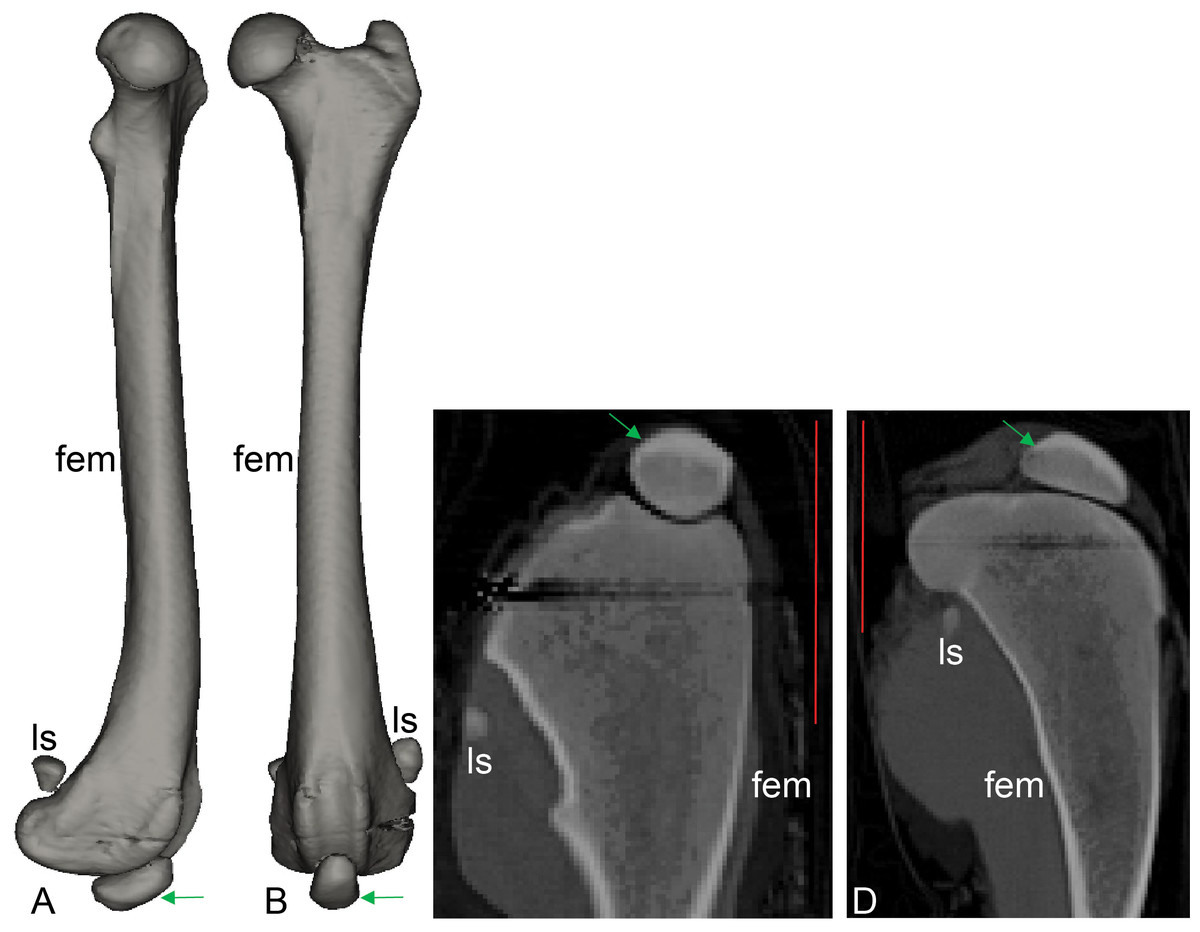 Evolution Of The Patella And Patelloid In Marsupial Mammals Peerj