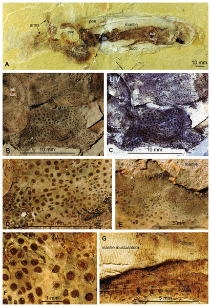 Taphonomic Patterns Mimic Biologic Structures Diagenetic Liesegang