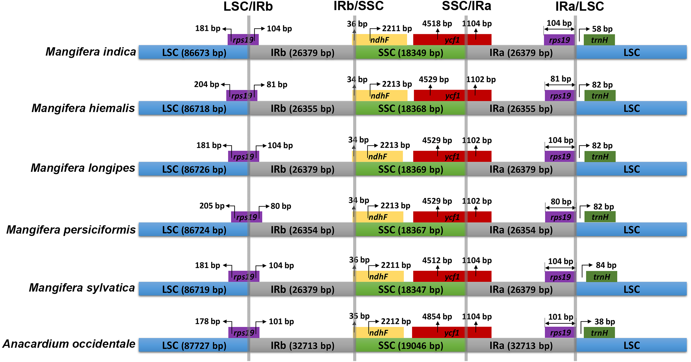 Comparative Analysis Of The Complete Plastid Genomes Of Manera