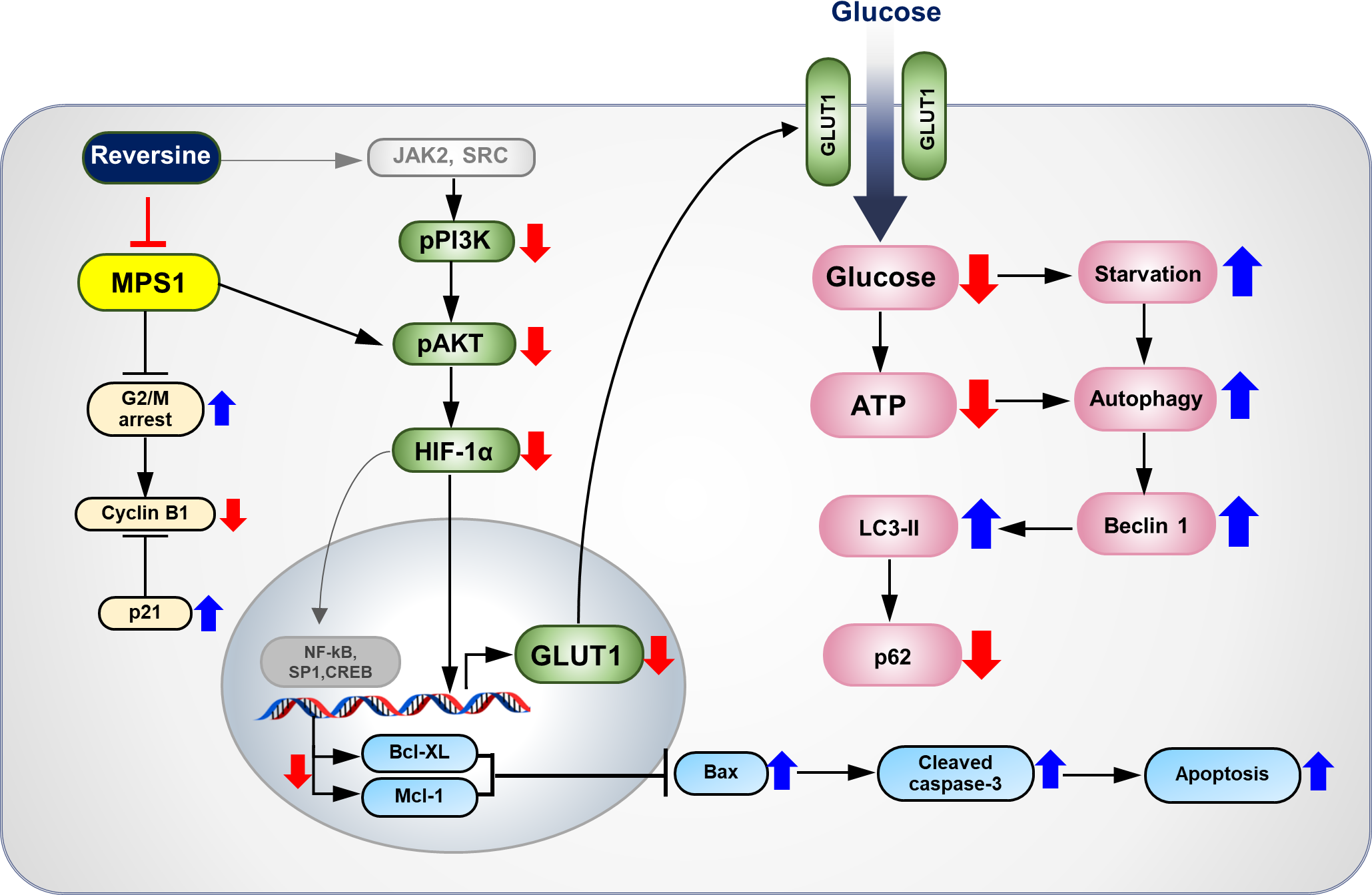 Reversine A Selective Mps1 Inhibitor Induced Autophagic Cell Death