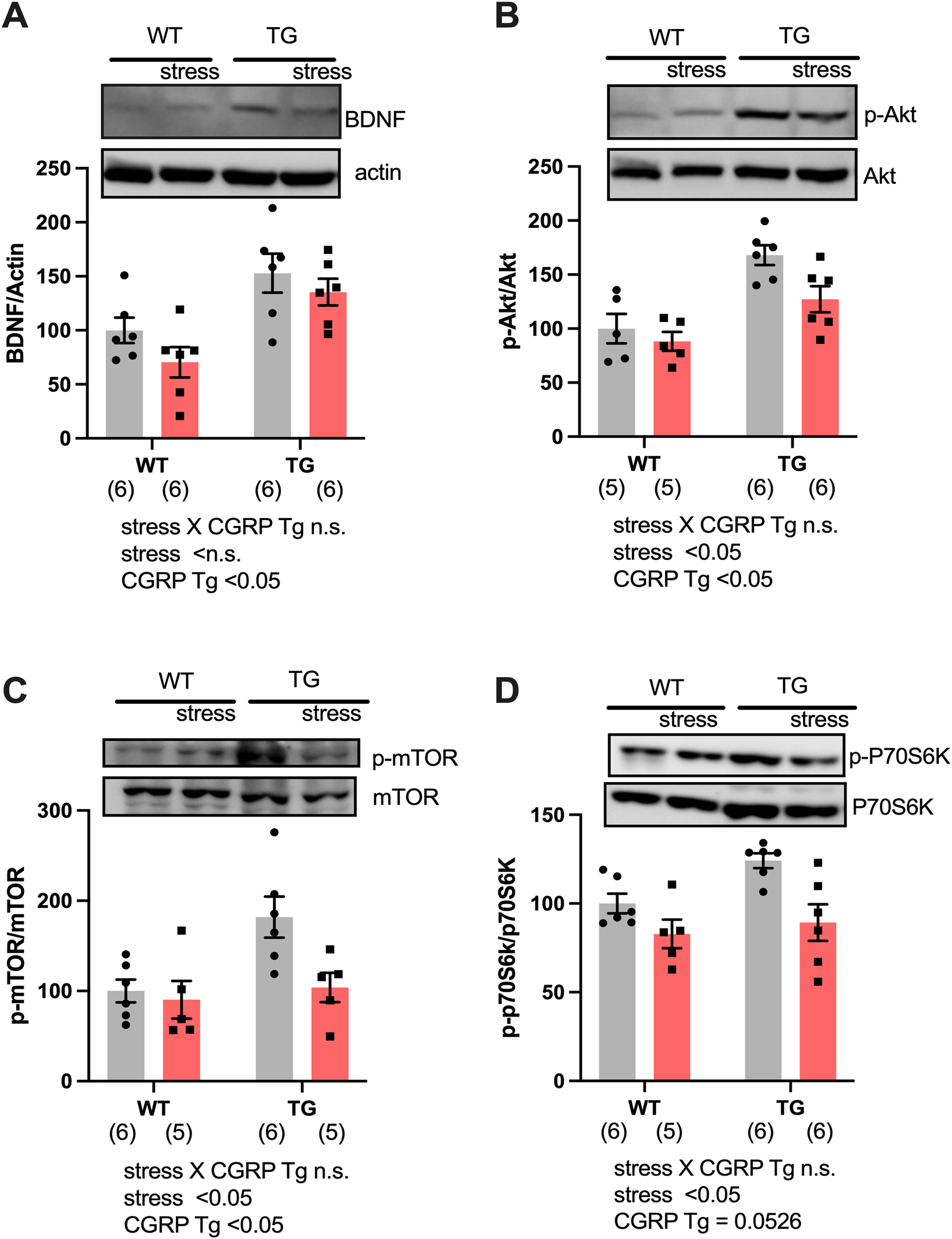 Cgrp Overexpression Does Not Alter Depression Like Behavior In Mice Peerj