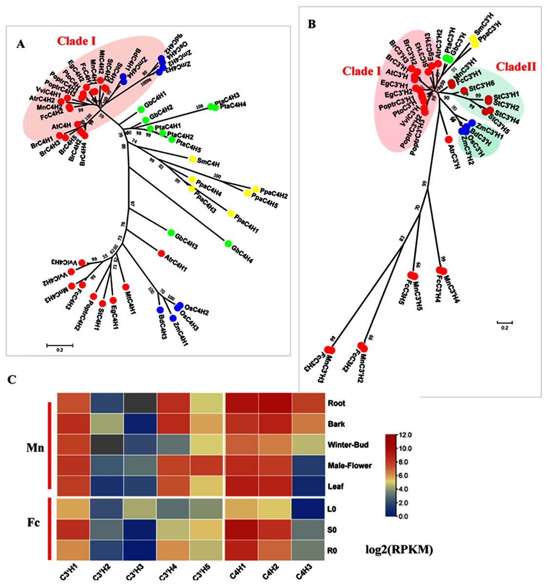 Genome Wide Analysis Of The Lignin Toolbox For Morus And The Roles Of