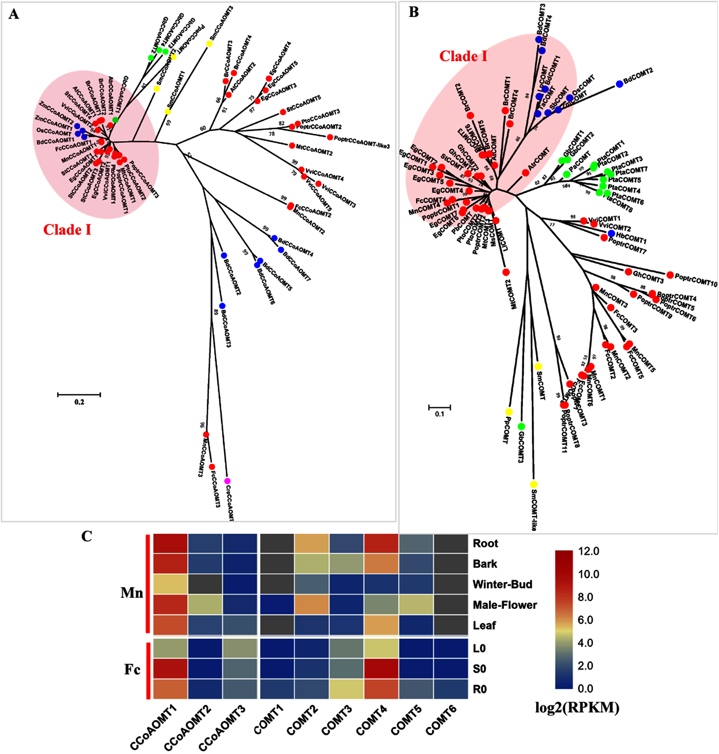 Genome Wide Analysis Of The Lignin Toolbox For Morus And The Roles Of