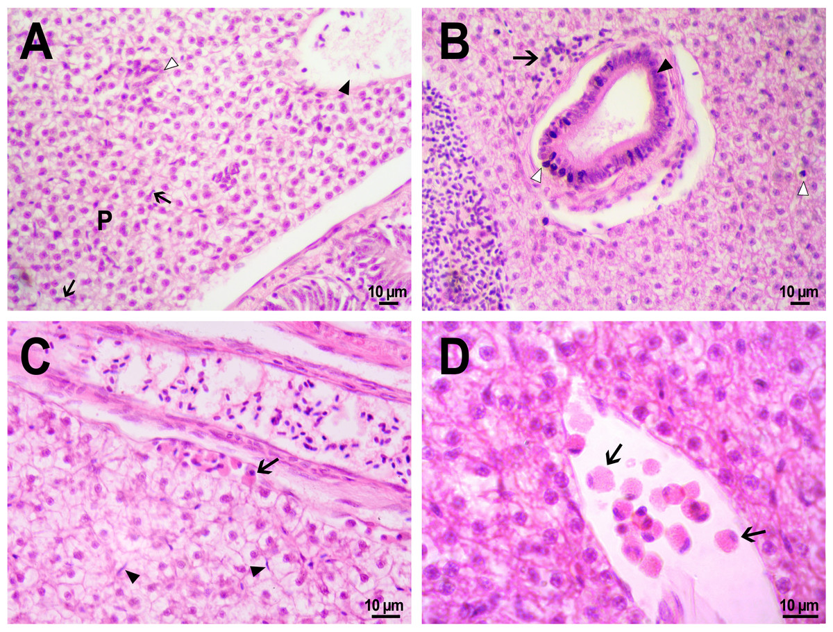 Histopathological Analysis Of Zebrafish After Introduction Of Non