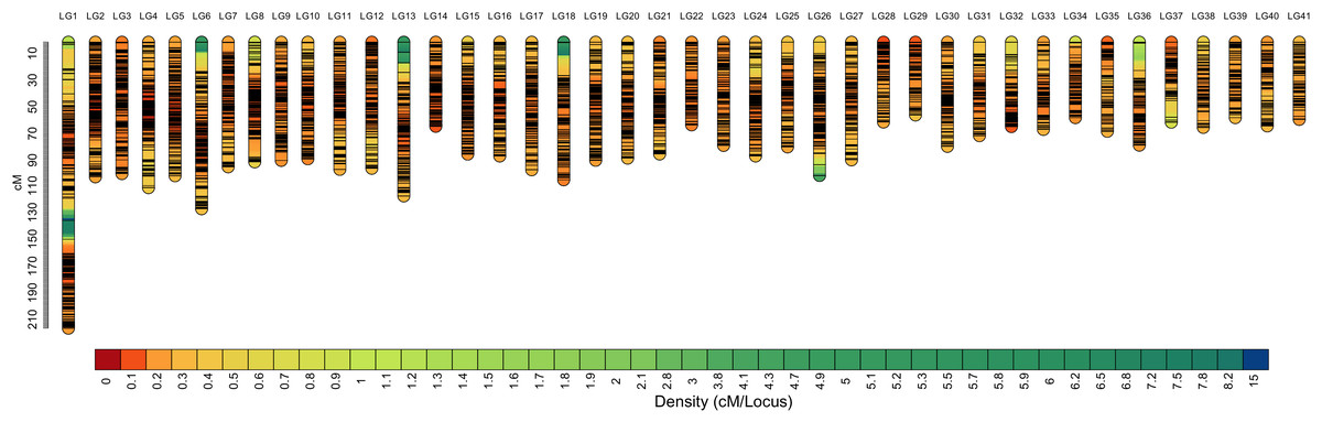 Construction Of A High Density Linkage Map And Detection Of Sex