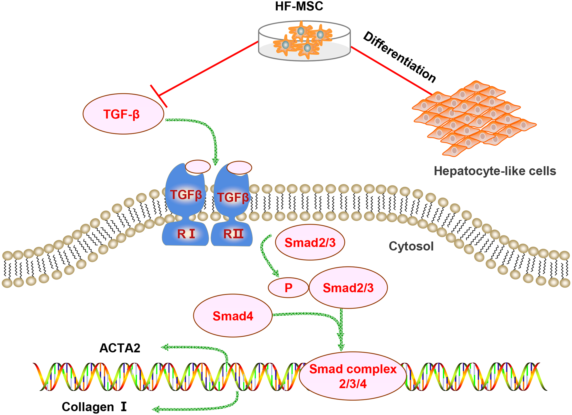 From Hair To Liver Emerging Application Of Hair Follicle Mesenchymal