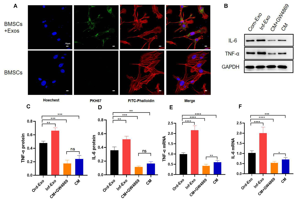 Lipopolysaccharide Activated Macrophages Regulate The Osteogenic