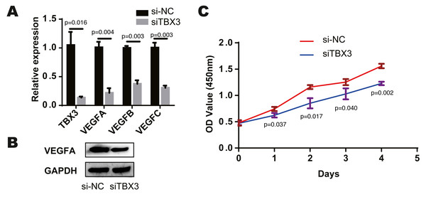 Tbx3 Regulates The Transcription Of Vegfa To Promote Osteoblasts